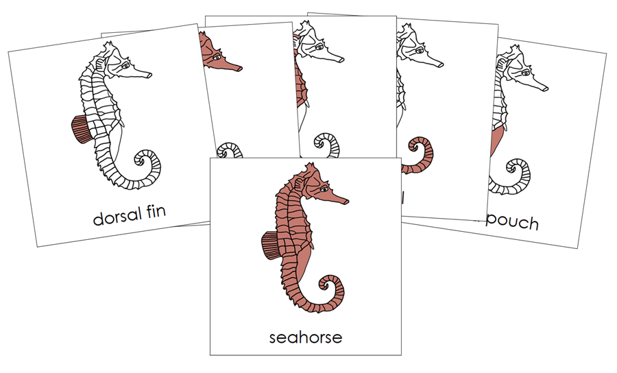 Seahorse Nomenclature Cards - Montessori Print Shop