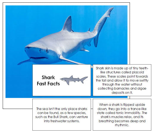Shark Fast Fact Cards - Montessori Print Shop