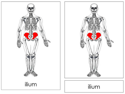 Bones of a Human Skeleton Nomenclature Cards (red) - Montessori Digital ...