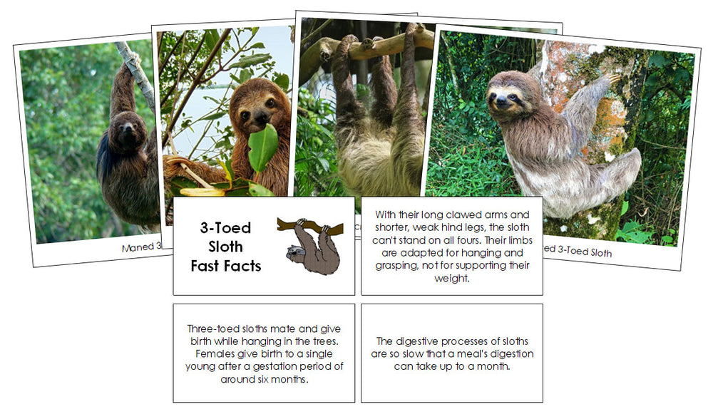 Sloth Fast Facts & Pictures - Montessori Print Shop