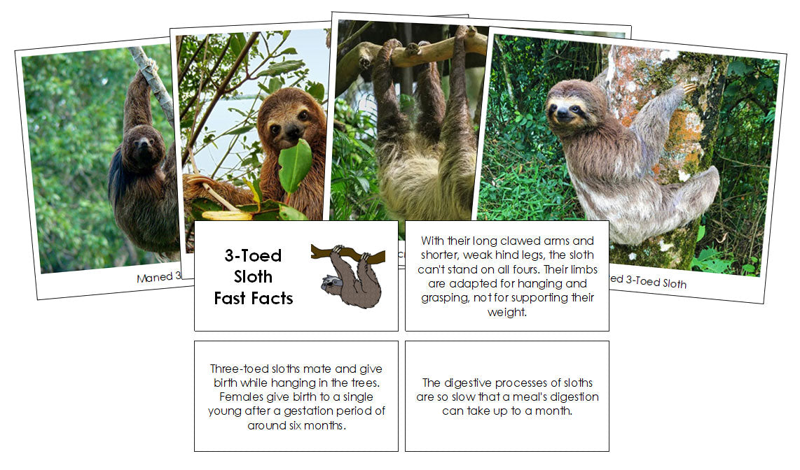 Sloth Fast Facts & Pictures - Montessori Print Shop Digital Download