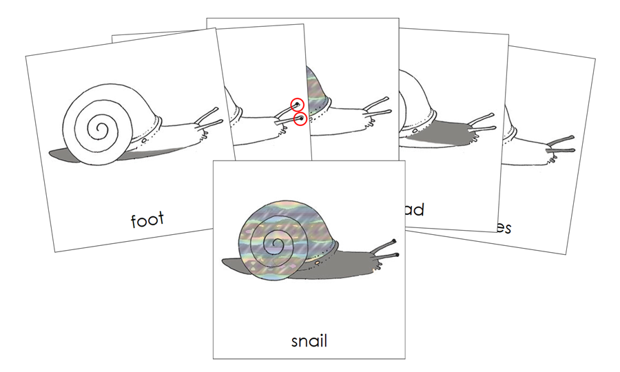 Snail Nomenclature Cards - Montessori Print Shop