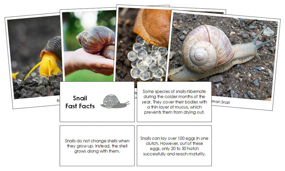 Snail Fast Facts & Pictures - Montessori Print Shop Digital Download