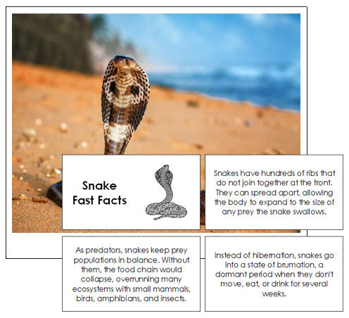 Snake Fast Fact Cards - Montessori Print Shop