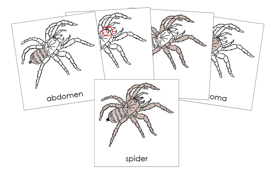 Spider Nomenclature Cards - Montessori Print Shop