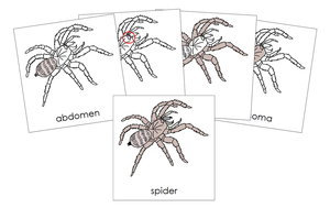 Spider Nomenclature Cards - Montessori Print Shop