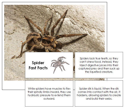 Spider Fast Fact Cards - Montessori Print Shop