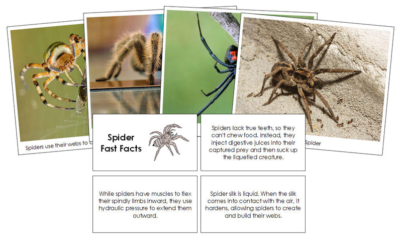 Spider Fast Facts & Pictures - Montessori Digital Download - Montessori ...
