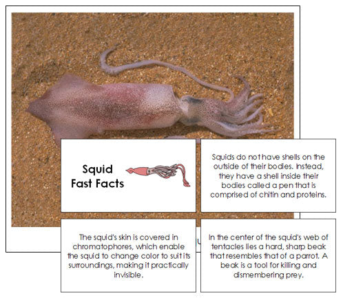 Squid Fast Fact Cards - Montessori Print Shop