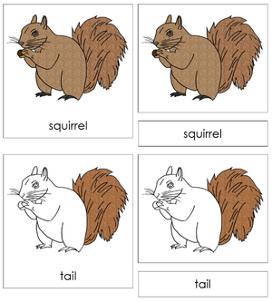 Parts of a Squirrel Nomenclature Cards - Montessori Print Shop Digital ...