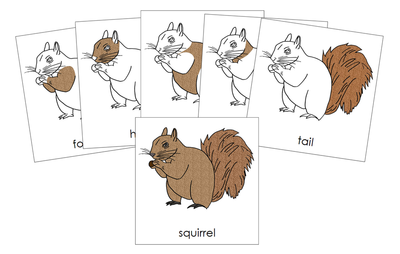 Squirrel Nomenclature Cards - Montessori Print Shop