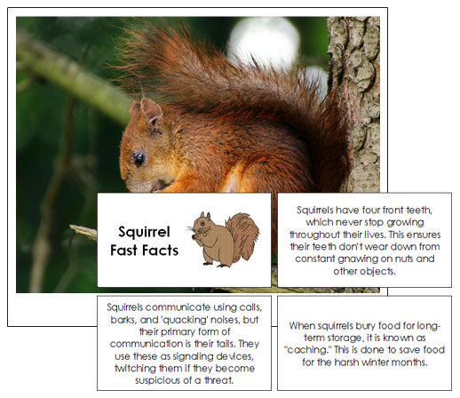 Squirrel Fast Fact Cards - Montessori Print Shop