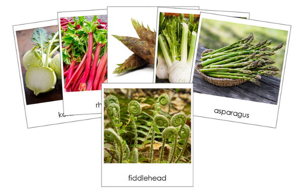 Types of Stalk Vegetables 3-Part Classified Cards - Montessori Print ...