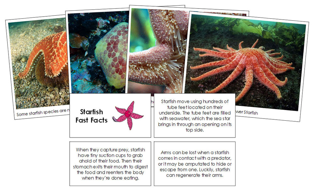 Starfish Fast Facts & Pictures - Montessori Print Shop