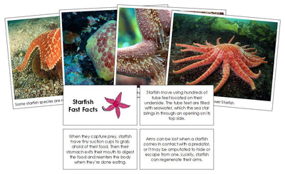 Starfish Fast Facts & Pictures - Montessori Print Shop