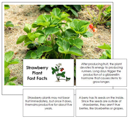 Strawberry Plant Fast Fact Cards - Montessori Print Shop - Montessori ...