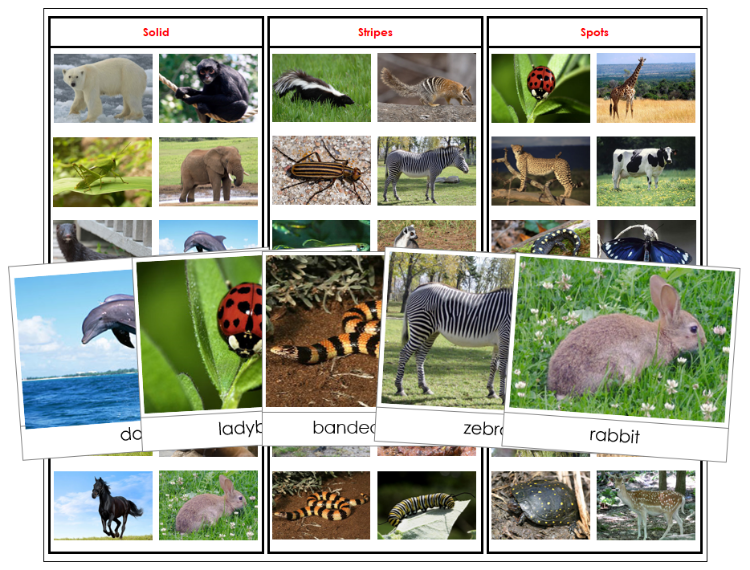 Animal Coverings (Stripes, Spots & Solid) - Montessori Print Shop ...