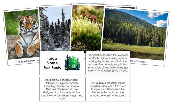 Taiga Biome Fast Facts & Pictures - Montessori Print Shop