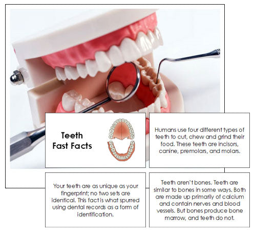 Teeth Fast Fact Cards - Montessori Print Shop