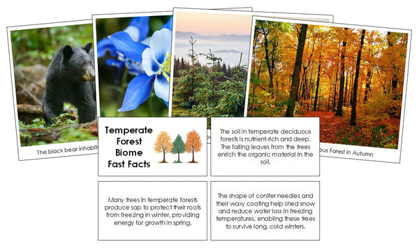 Temperate Forest Biome Fast Fact Cards & Pictures - Montessori Print Shop
