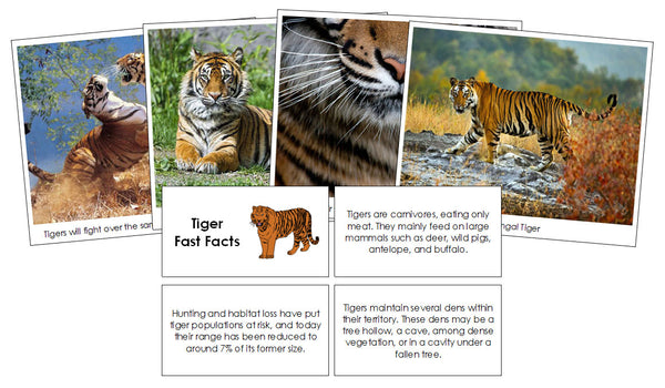 Tiger Fast Facts & Pictures - Montessori Print Shop