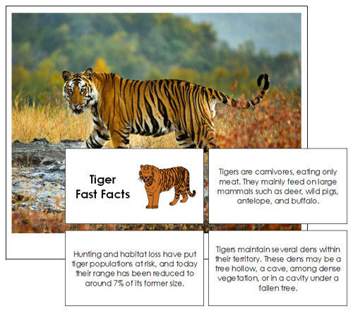 Tiger Fast Fact Cards - Montessori Print Shop