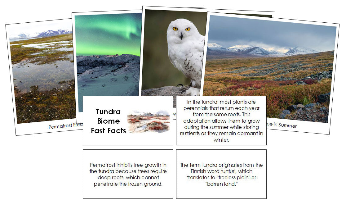Tundra Biome Fast Fact Cards & Pictures - Montessori Digital Download ...