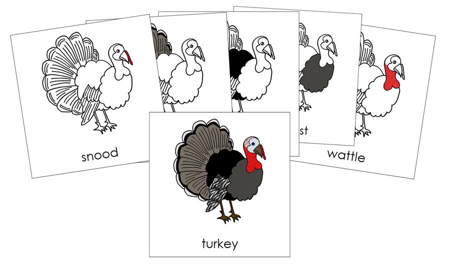 Turkey Nomenclature Cards - Montessori Print Shop