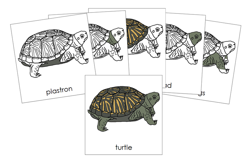 Turtle Nomenclature Cards - Montessori Print Shop