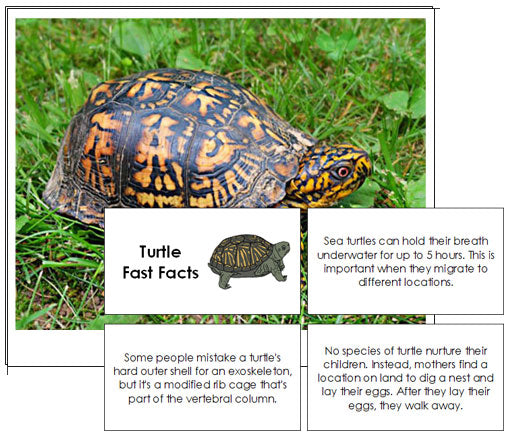 Turtle Fast Fact Cards - Montessori Print Shop