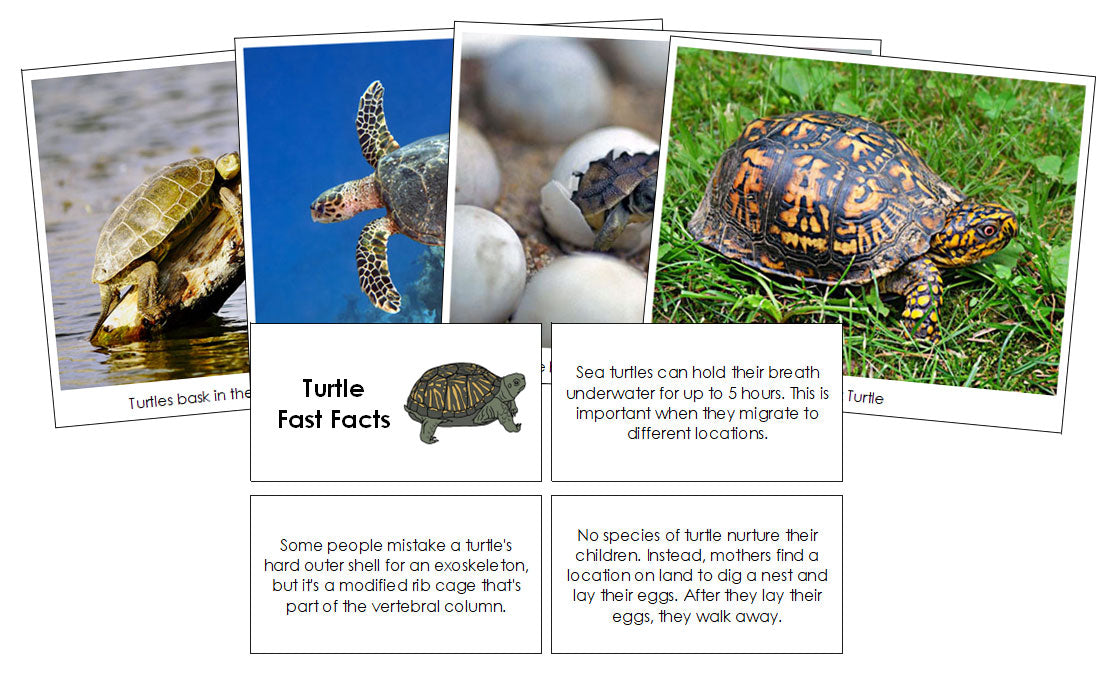 Turtle Fast Facts & Pictures - Montessori Digital Download - Montessori ...