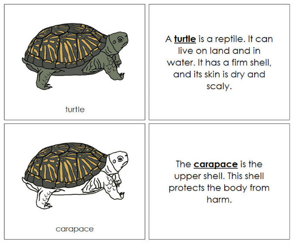 Five-Part Turtle Definition Set (color) - Montessori Print Shop Digital ...