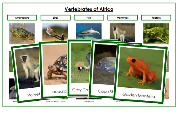 Vertebrates of the Continents Sorting Bundle (color-coded) - Montessori ...