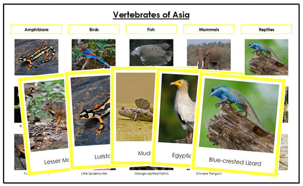 Vertebrates of the Continents Sorting Bundle (color-coded) - Montessori ...