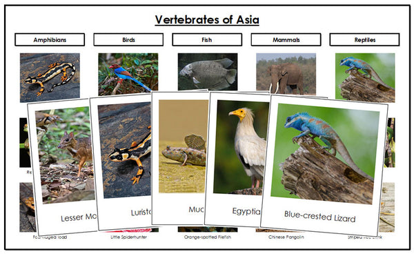 Vertebrates of the Continents Sorting Bundle - Montessori Digital ...