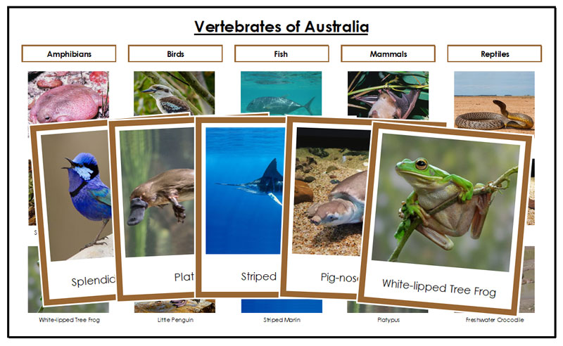 Vertebrates of the Continents Sorting Bundle (color-coded) - Montessori ...