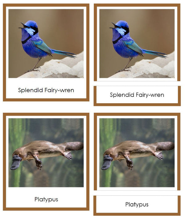 Australia Vertebrate Sorting (color borders) - Montessori Print Shop ...