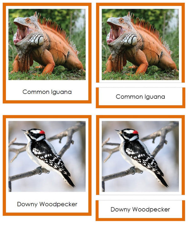 North America Vertebrate Sorting (color borders) - Montessori Print ...