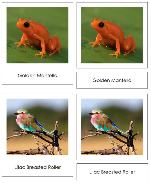 Africa Vertebrate Sorting - Montessori Print Shop Digital Download