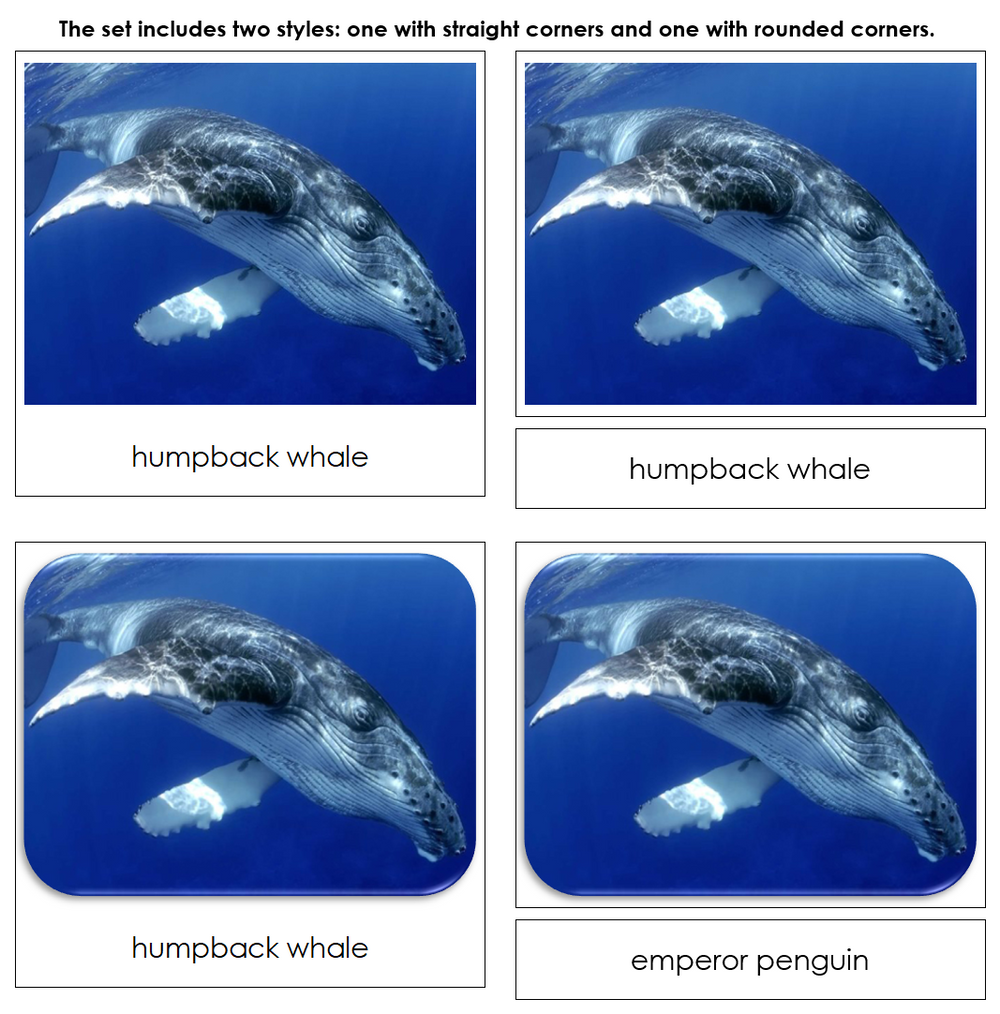 Whales and Dolphins Safari Toob Cards - Montessori Print Shop Digital ...