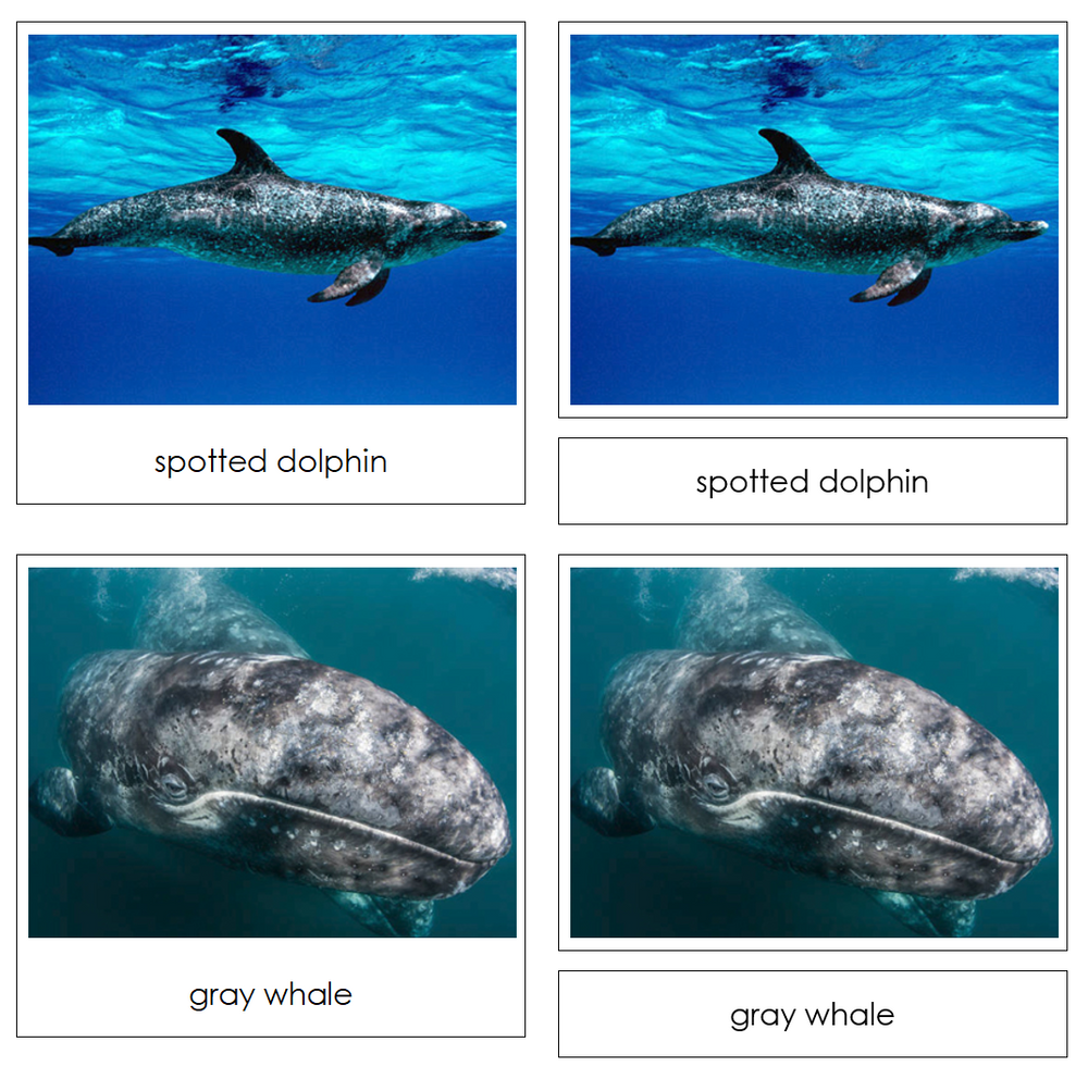 Whales and Dolphins Safari Toob Cards - Montessori Print Shop Digital ...