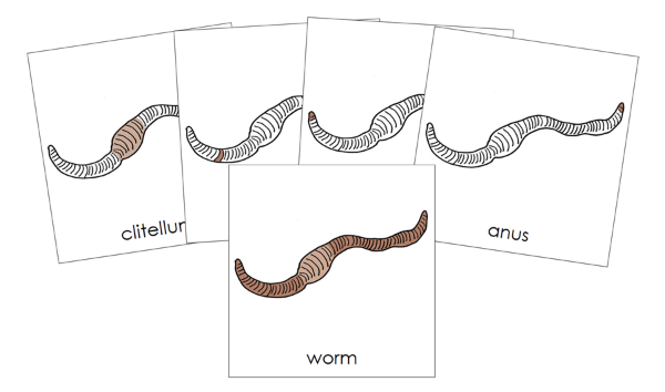 Worm Nomenclature Cards - Montessori Print Shop