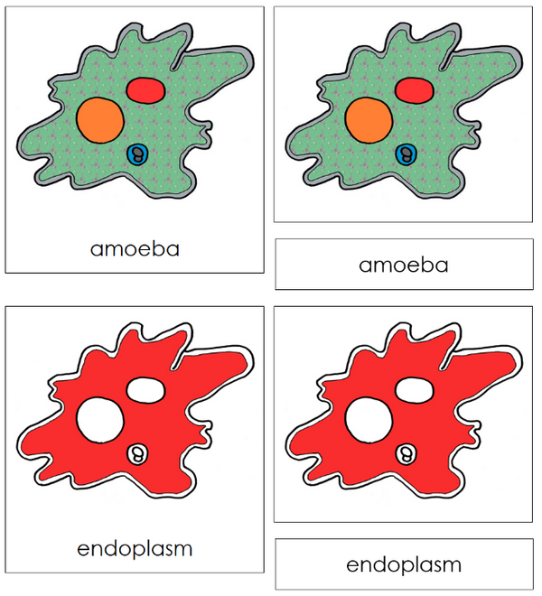 Parts of an Amoeba Nomenclature Cards (red) - Montessori Print Shop ...
