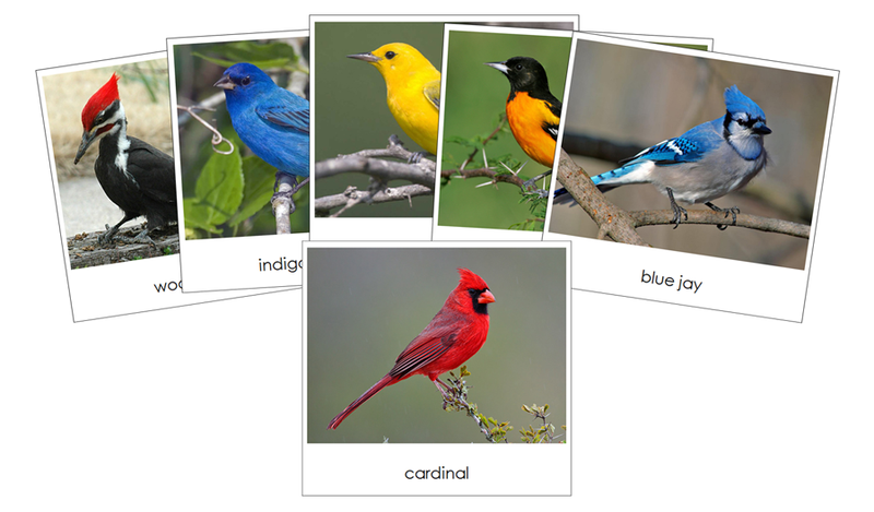Printable Safari Toob Cards - Montessori Print Shop Digital Download