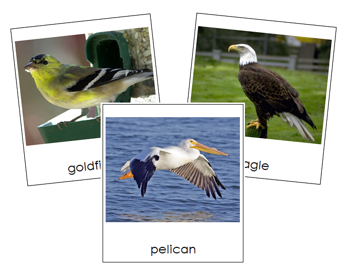 Montessori Classified 3-Part Cards - Montessori Print Shop