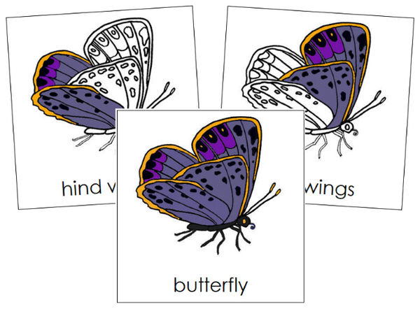 Parts of a Butterfly Nomenclature Cards - Montessori Print Shop Digital ...