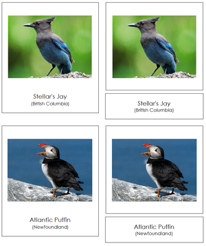 Canadian Provincial Birds - Montessori Print Shop