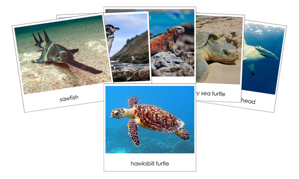 Endangered Species (Marine) Safari Toob Cards - Montessori Digital ...