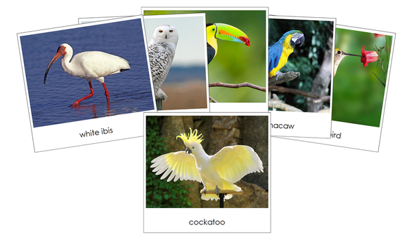Exotic Birds Safari Toob Cards - Montessori Print Shop Digital Download