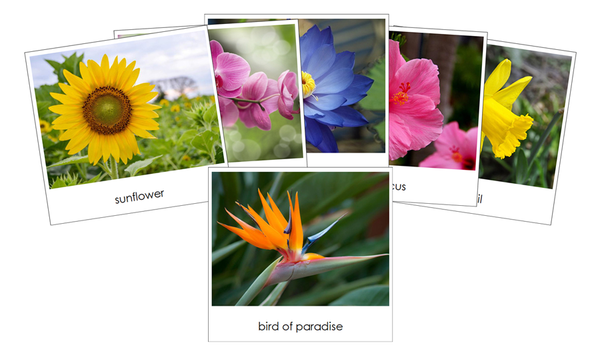 Flowers Safari Toob Cards - Montessori Print Shop Digital Download